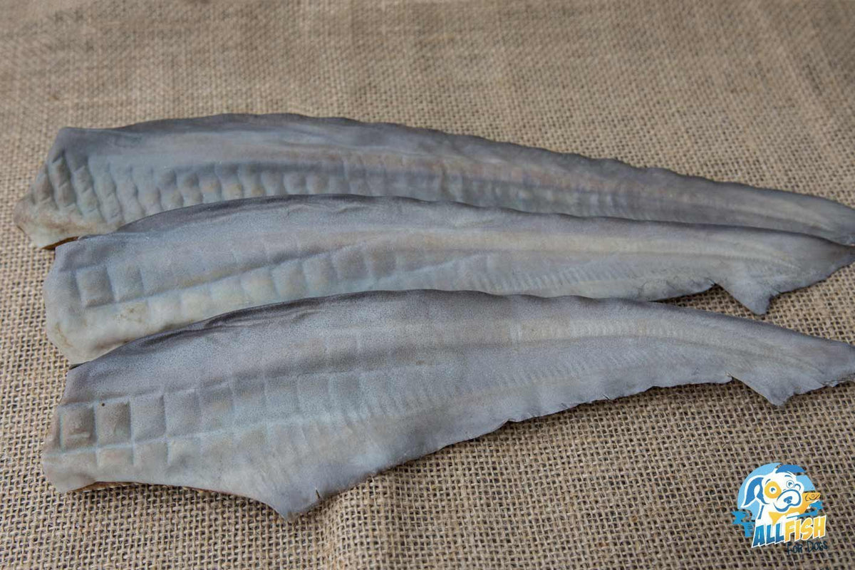 Shark Tails – Mel's Pet Shed